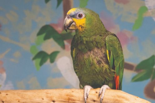 MAARS Support the MAARS Flock - MAARS