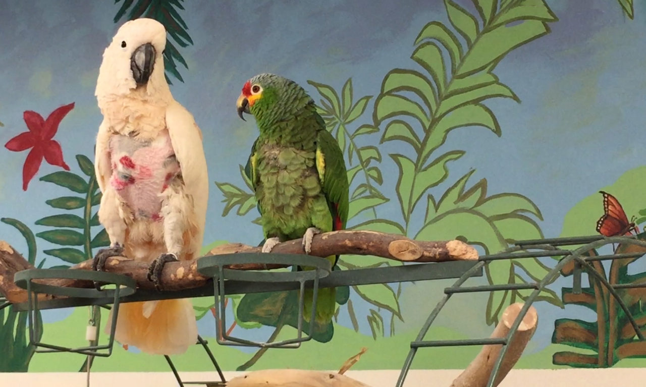 MAARS Initiatives - MAARS