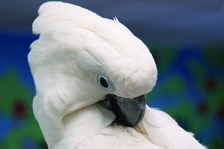 MAARS Support the MAARS Flock - MAARS