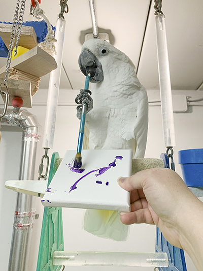 MAARS Bongo Bob 2020-01 - MAARS