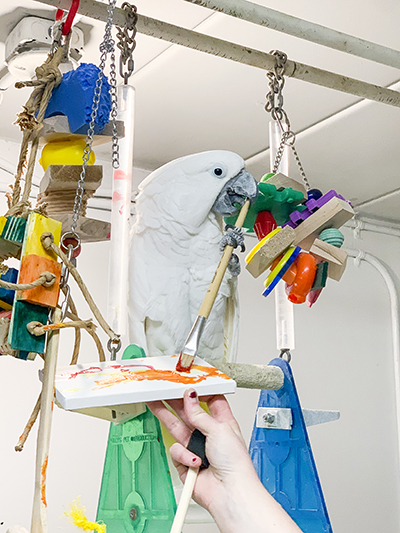 MAARS Bongo Bob 2020-03 - MAARS