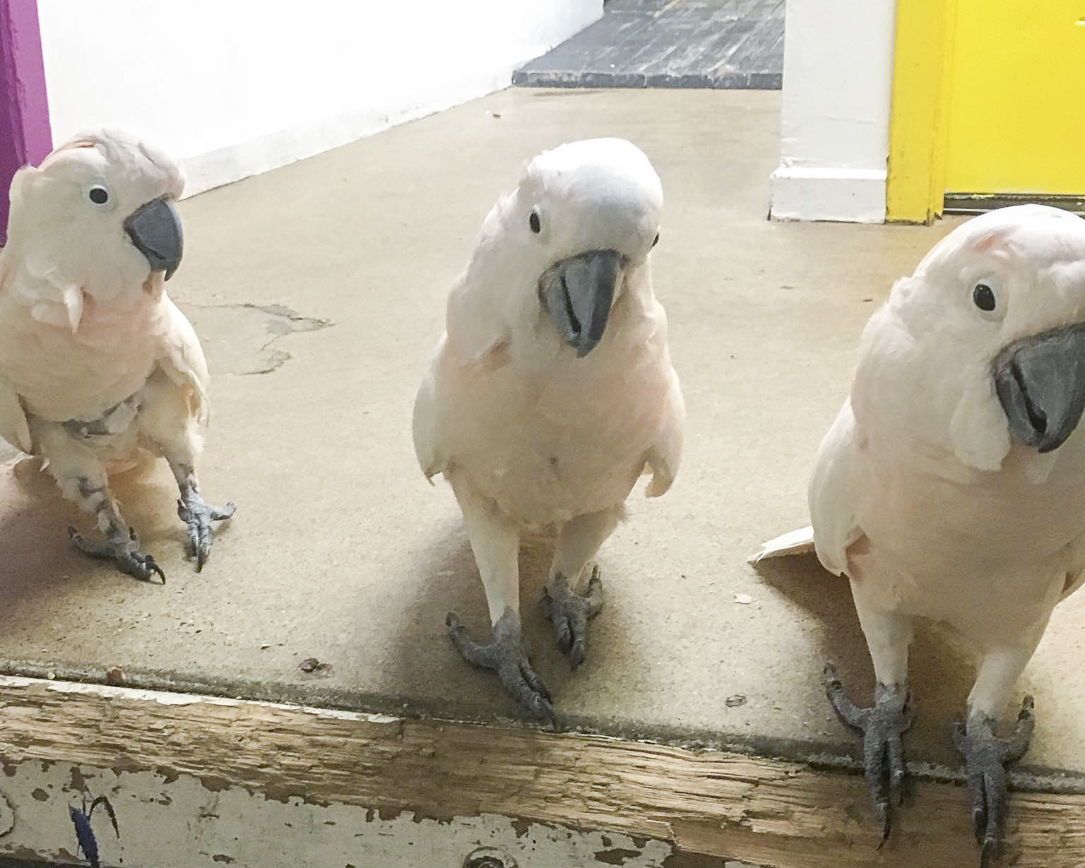 MAARS Support Philippe - MAARS