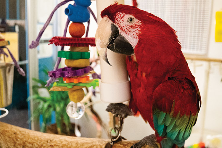 MAARS Support the MAARS Flock - MAARS