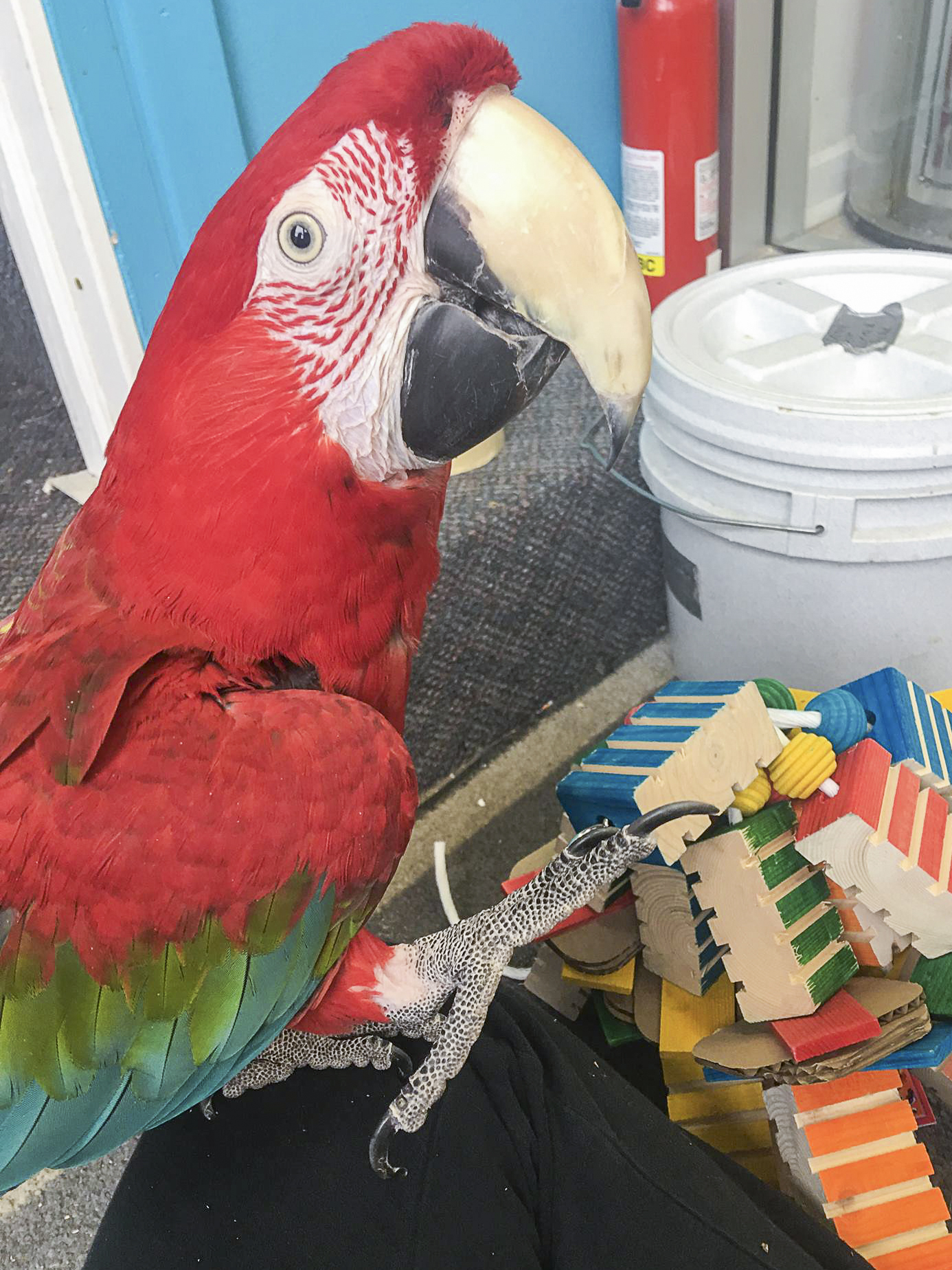 MAARS Support Apollo - MAARS