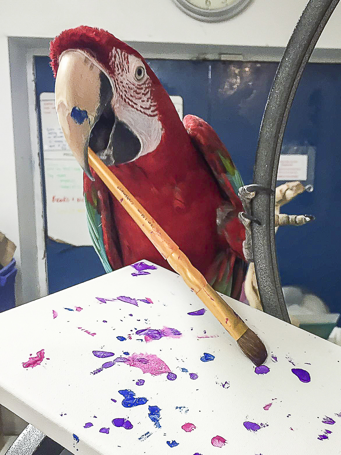 MAARS Support Apollo - MAARS