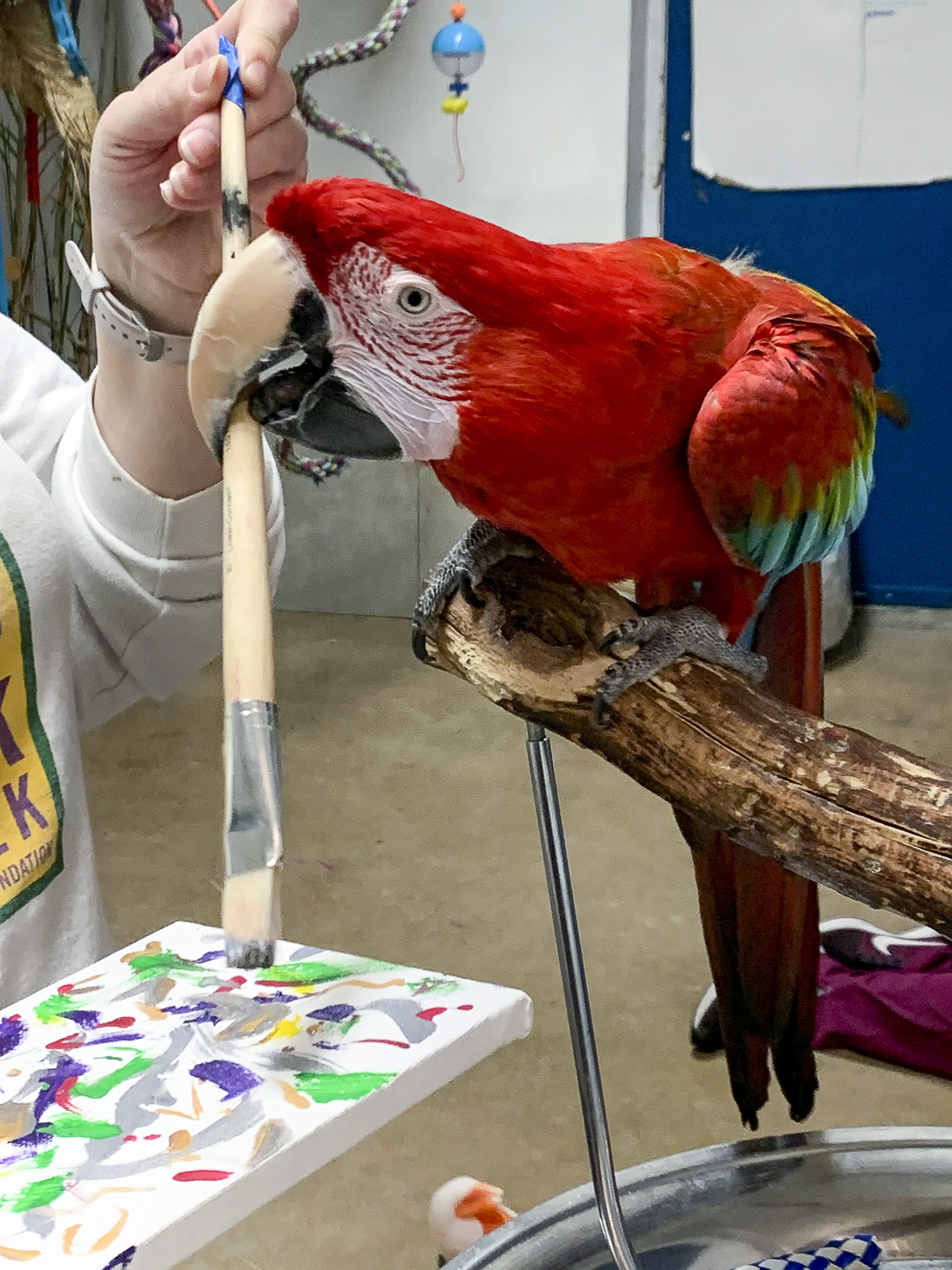 MAARS Support Apollo - MAARS