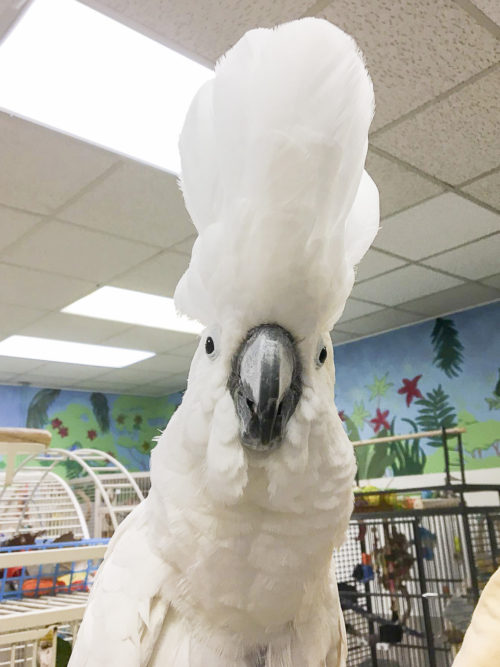 MAARS Support Bongo Bob - MAARS