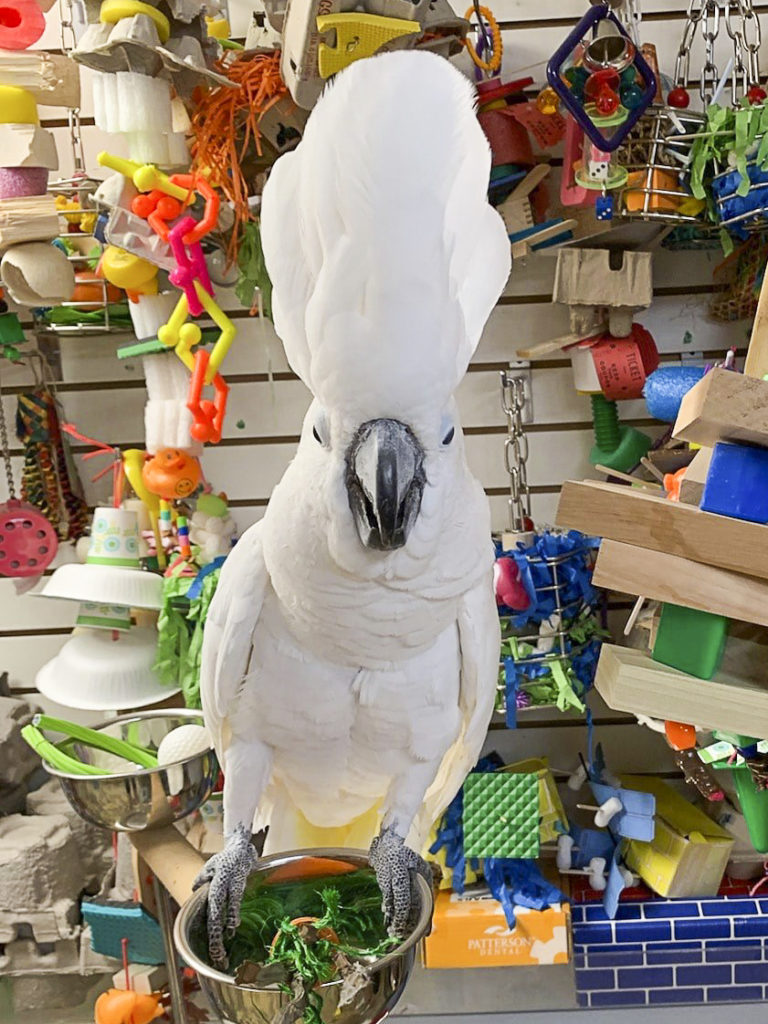 MAARS Support Bongo Bob - MAARS