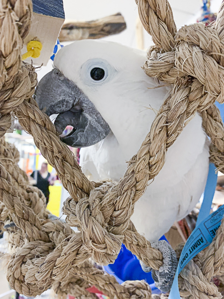 MAARS » Support Bongo Bob