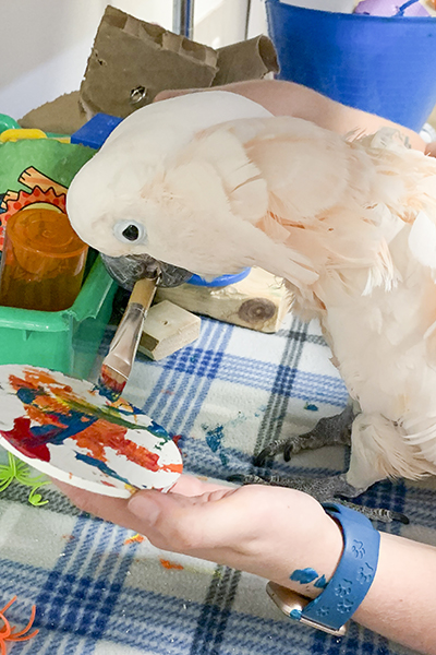 MAARS Wild Bill 2021-02 - MAARS