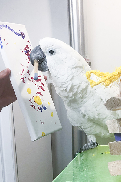 MAARS Bongo Bob 2021-01 - MAARS