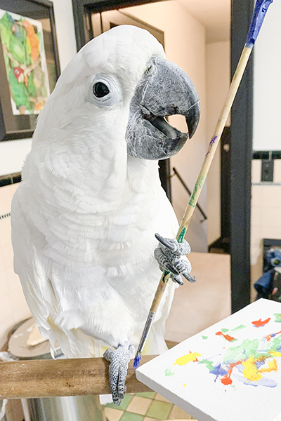 MAARS Bongo Bob 2021-02 - MAARS