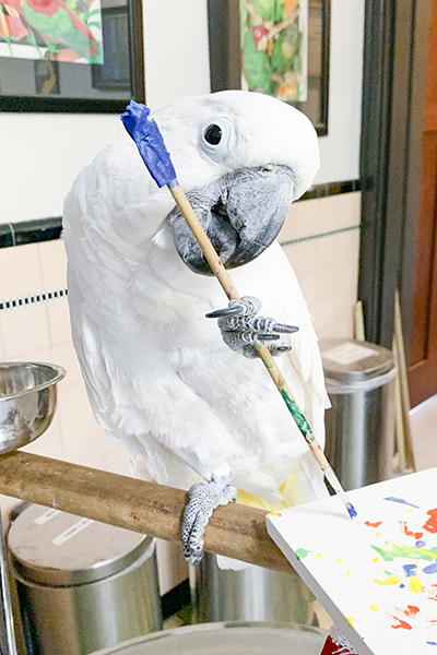 MAARS Bongo Bob 2021-04 - MAARS