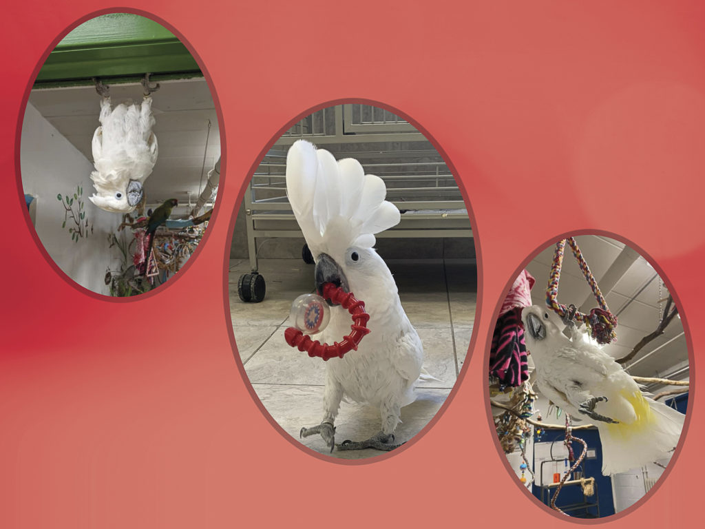 MAARS Support Sputnik - MAARS