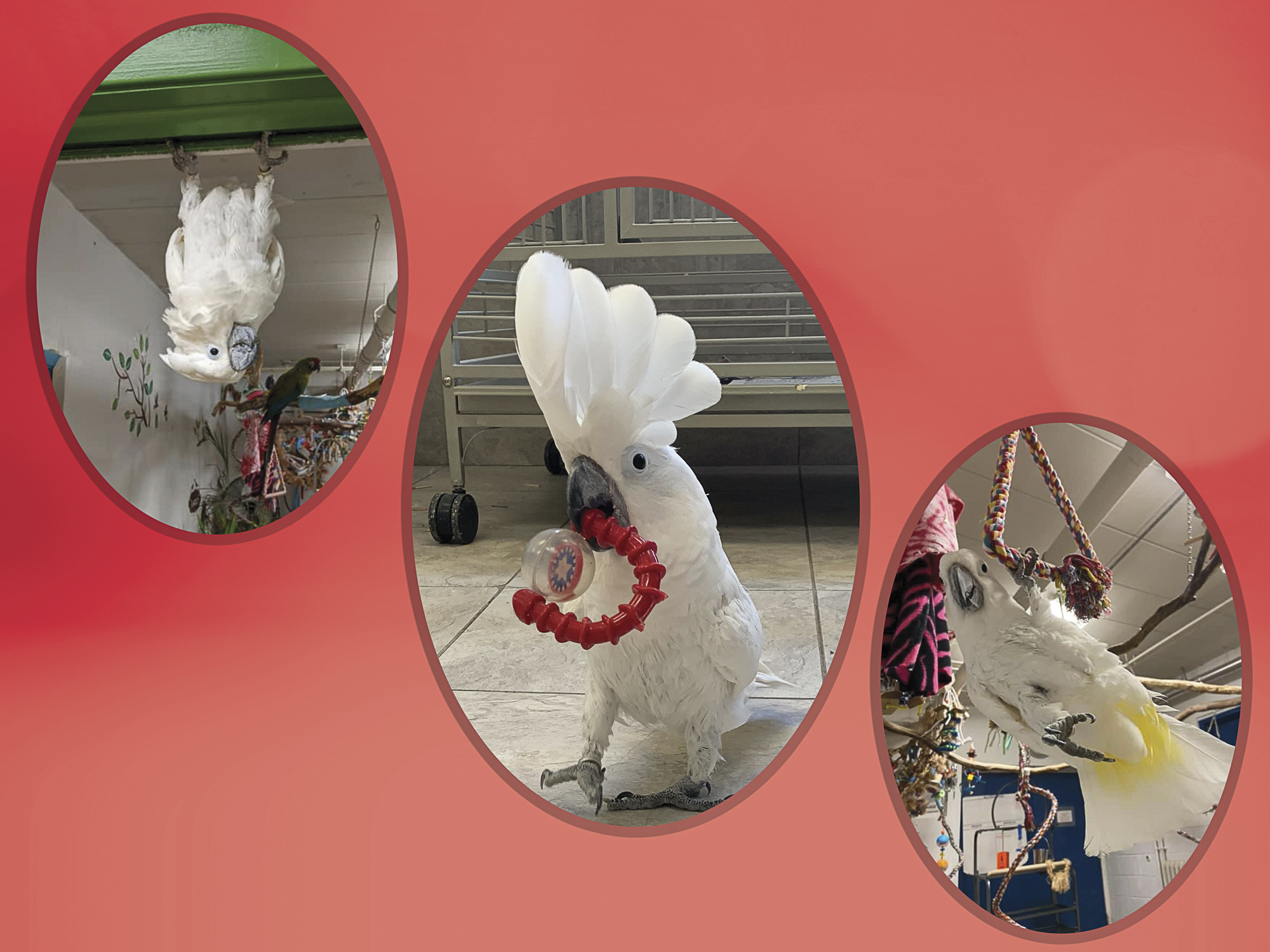 MAARS Support the MAARS Flock - MAARS