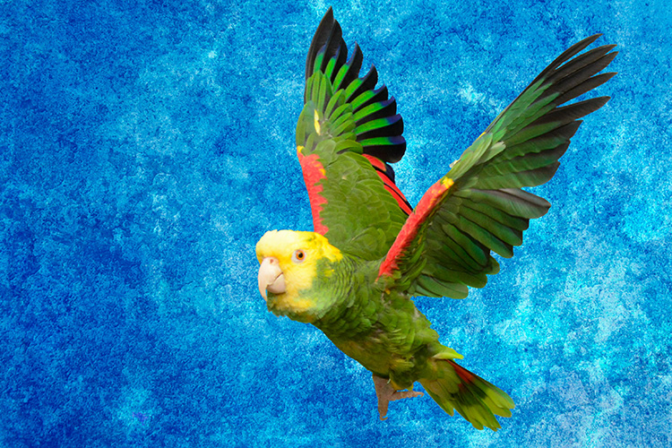 MAARS Support Bebe - MAARS