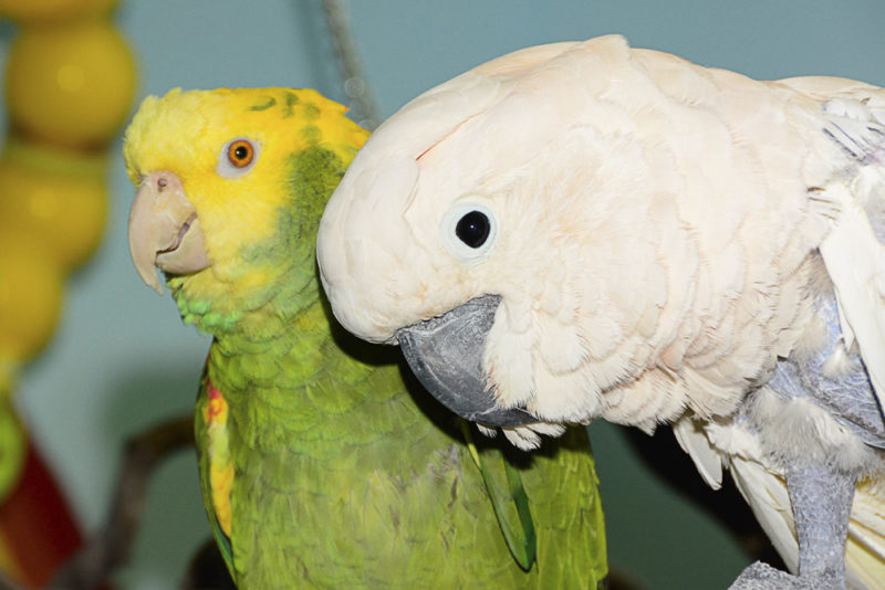 MAARS Support Bebe - MAARS