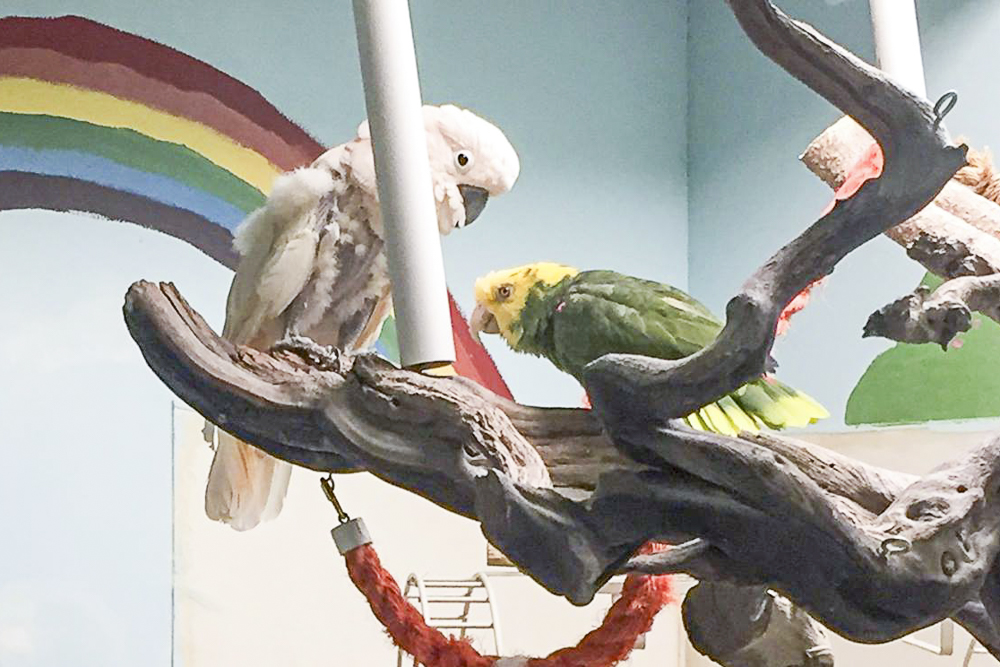 MAARS Support Bebe - MAARS