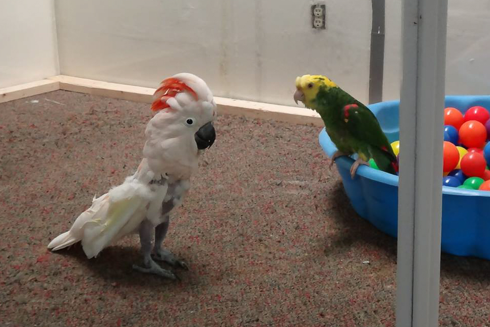 MAARS Support Bebe - MAARS