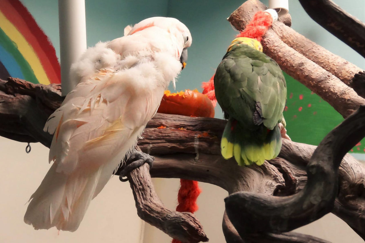 MAARS Support Bebe - MAARS