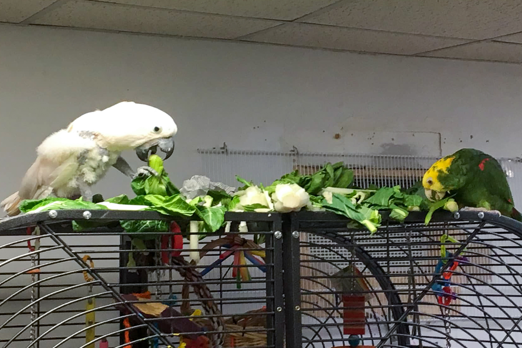 MAARS » Support Bebe