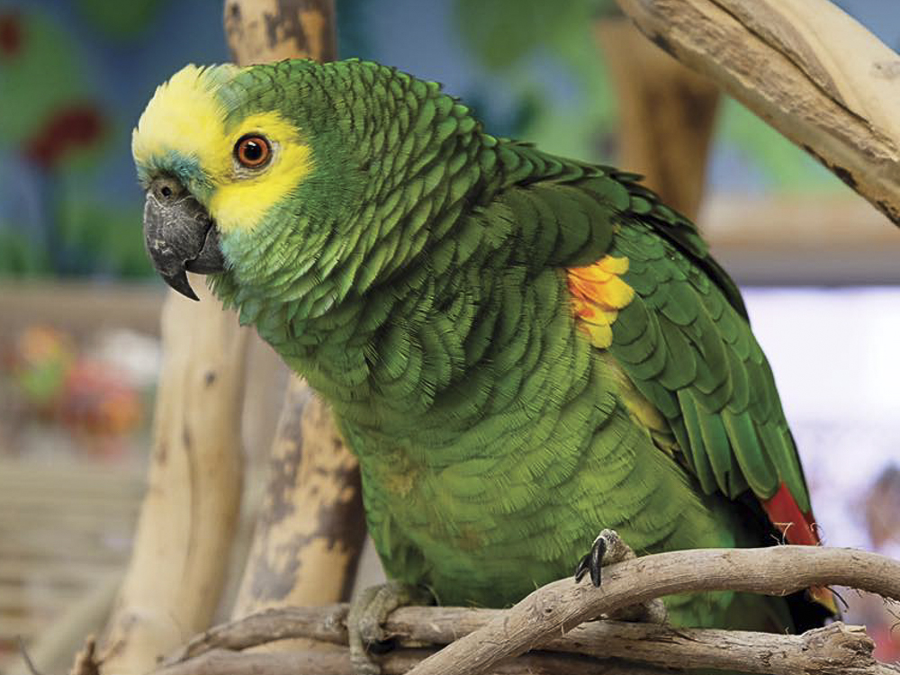 MAARS Support Prince Charming - MAARS