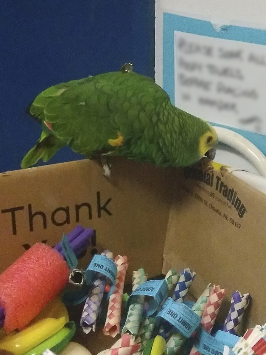 MAARS Support Prince Charming - MAARS