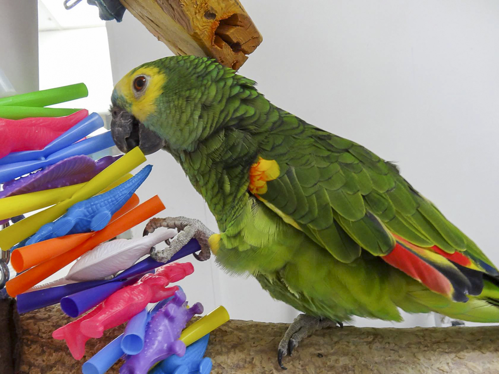 MAARS Support Prince Charming - MAARS