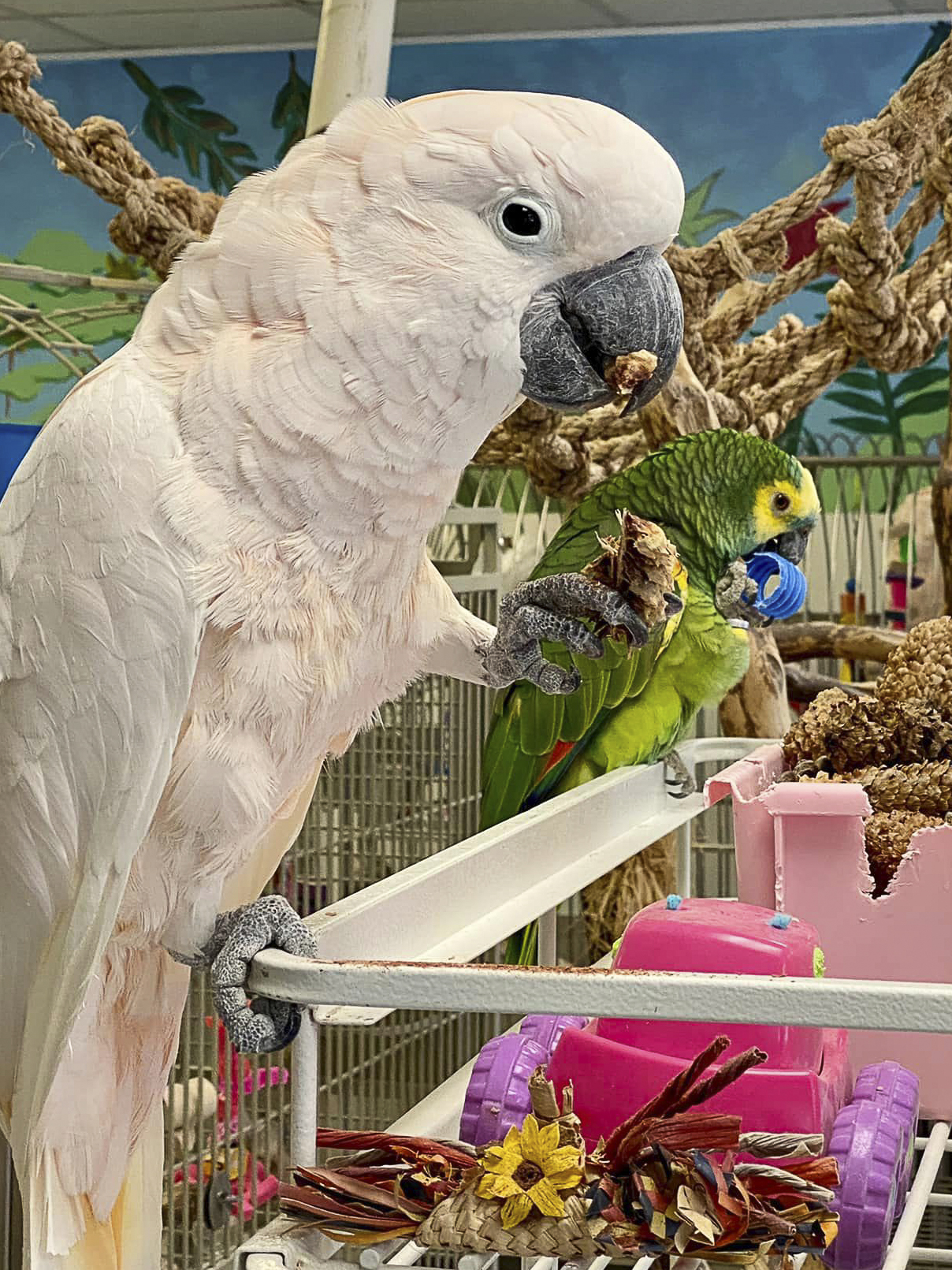 MAARS Support Prince Charming - MAARS