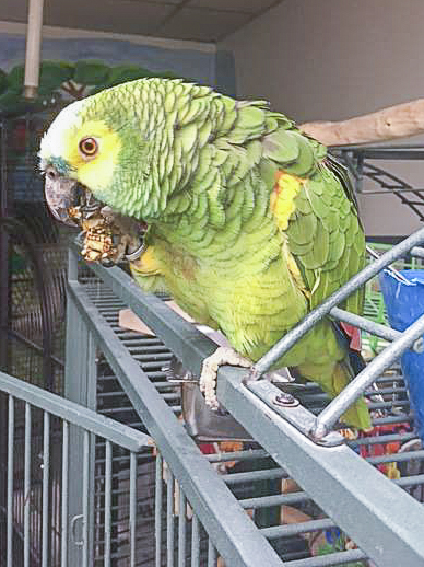 MAARS Support Prince Charming - MAARS