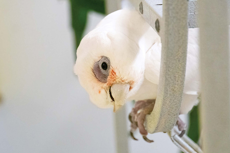 MAARS » Support Corry