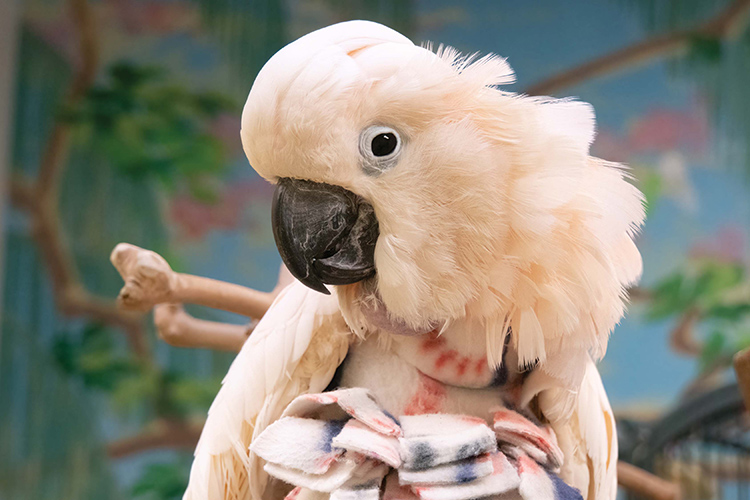 MAARS » Support Wild Bill