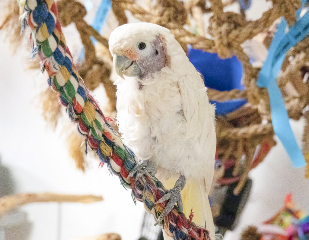 MAARS Support Sassy - MAARS