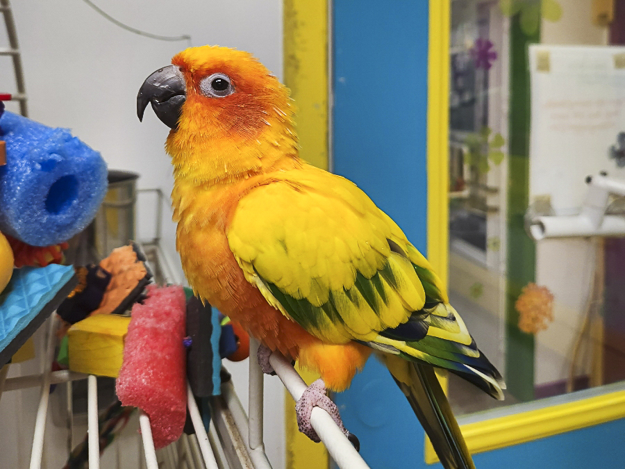 MAARS Support Woodstock - MAARS