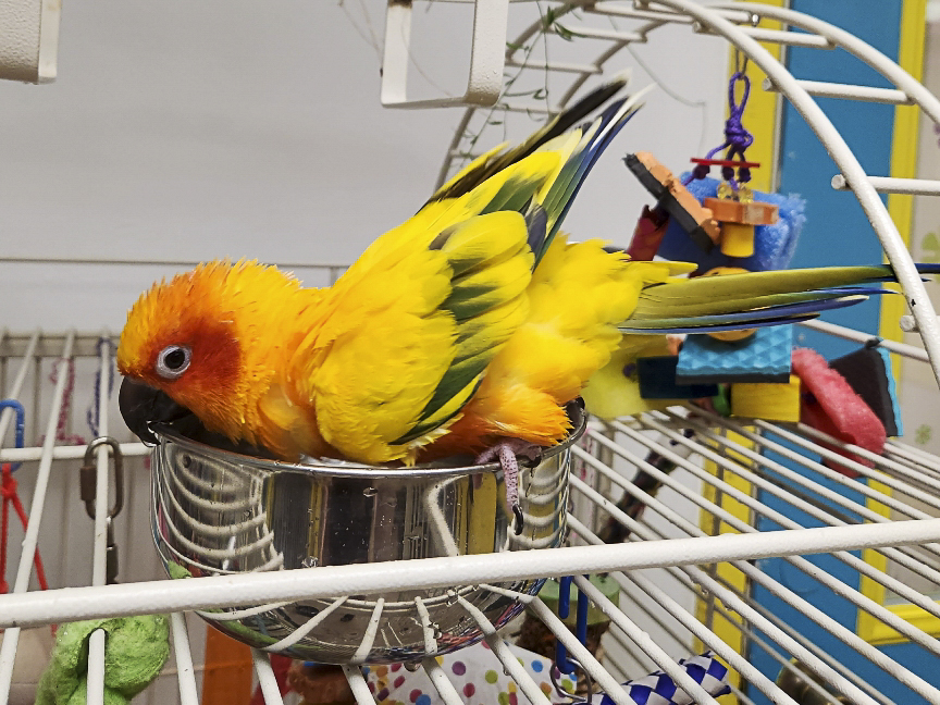 MAARS Support Woodstock - MAARS