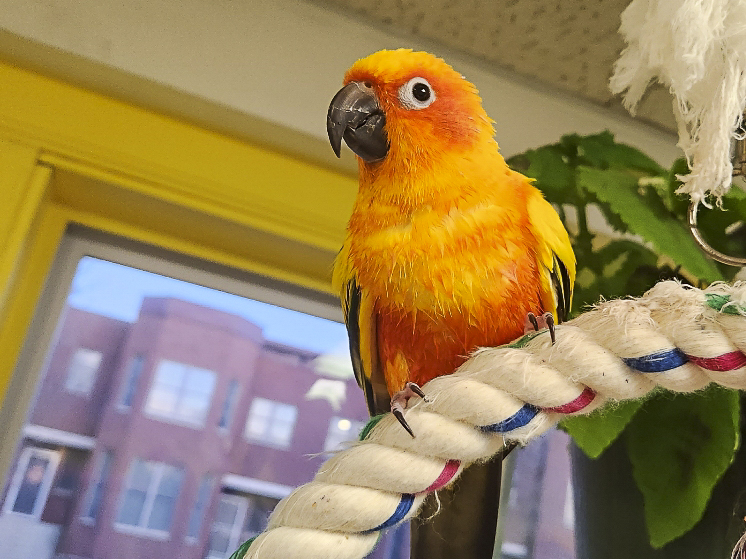 MAARS Support Woodstock - MAARS