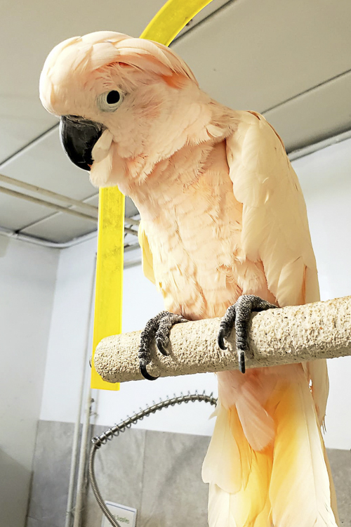 MAARS Support Apricot - MAARS