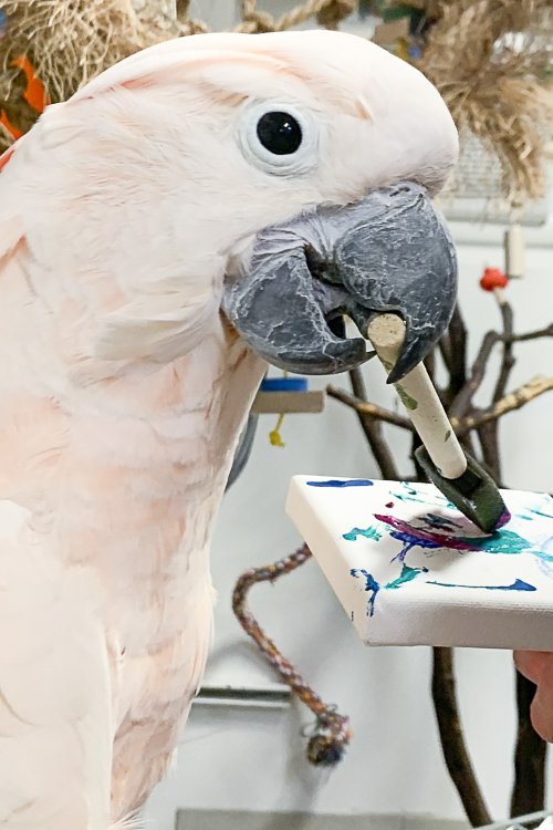 MAARS Support Apricot - MAARS