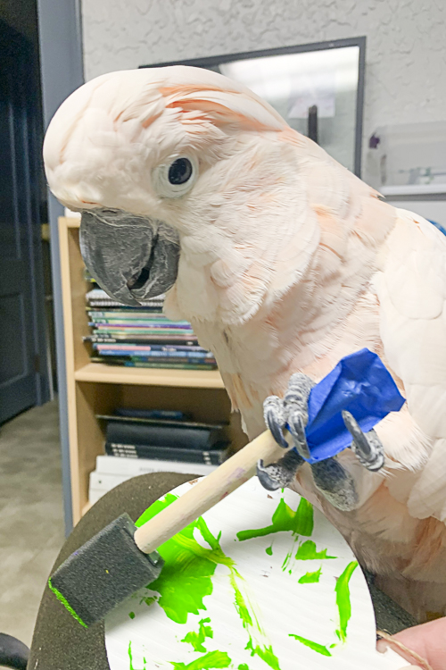 MAARS Support Apricot - MAARS