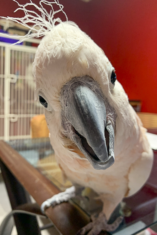 MAARS Support Apricot - MAARS