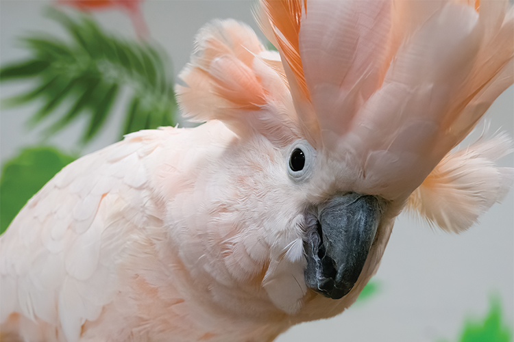 MAARS Support Apricot - MAARS