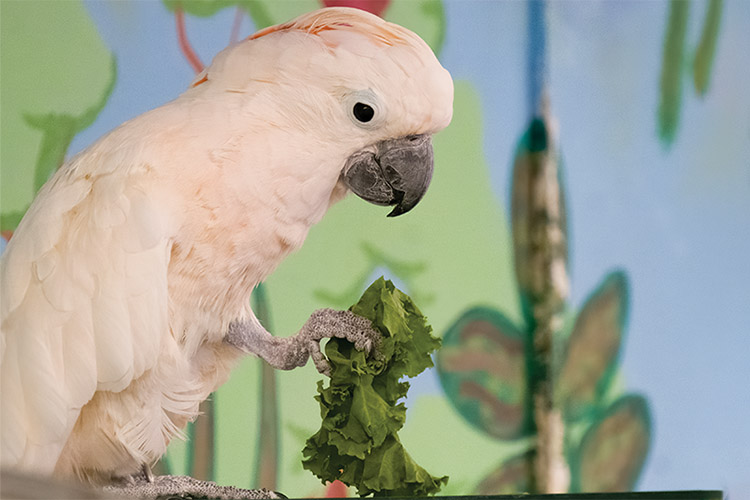 MAARS » Support Pidge