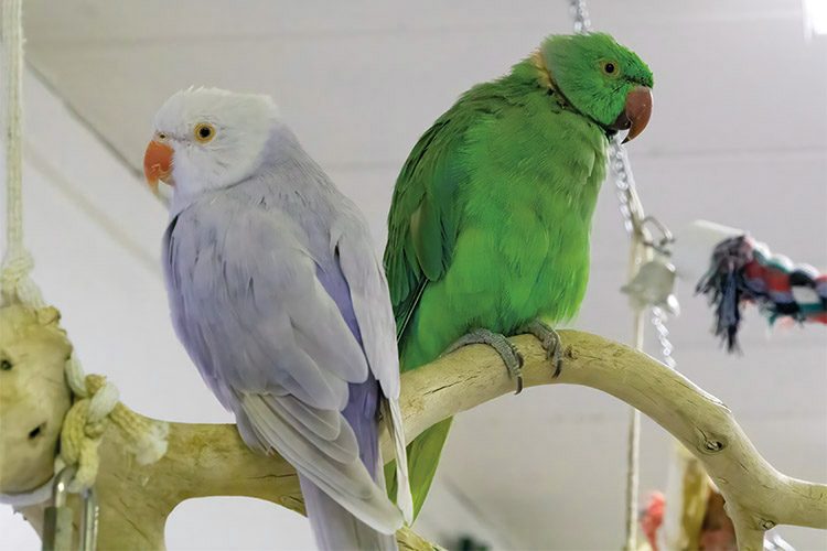 MAARS Support Yondu & Drax - MAARS