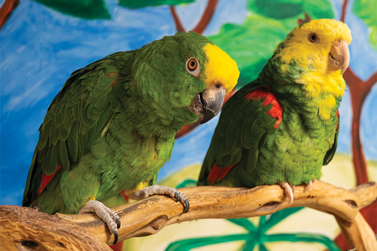 MAARS » Support Charlie & Roscoe