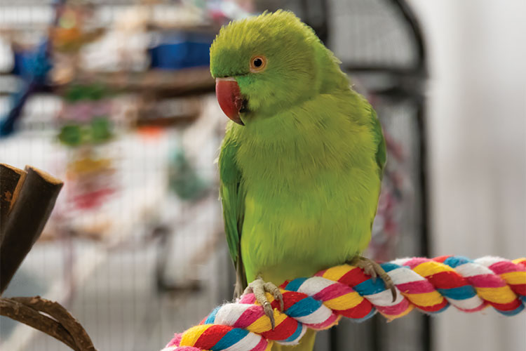 MAARS » Support Nebula