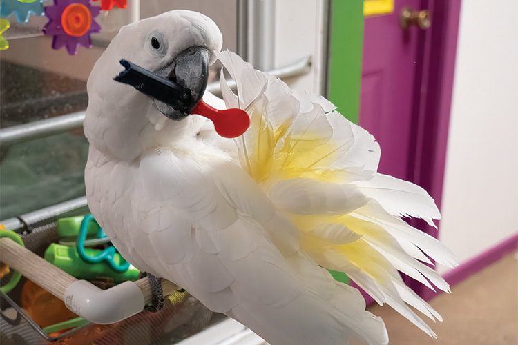 MAARS Support Hailey - MAARS