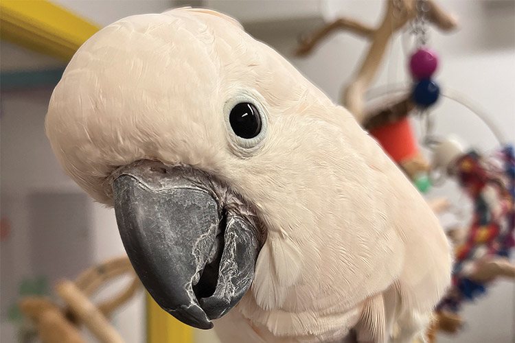 MAARS Support Puppy - MAARS