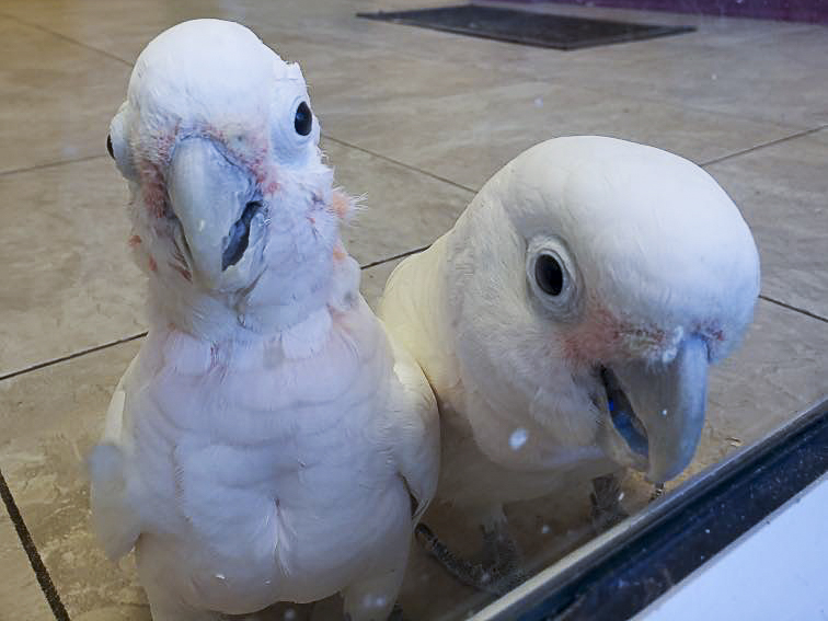 MAARS Support Blizzard & Flurry - MAARS