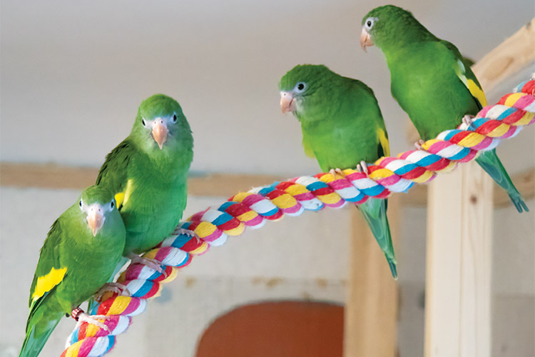 MAARS Support the Canary-Winged Parakeets - MAARS