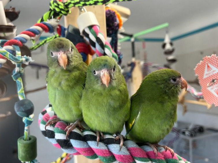 MAARS Support the Canary-Winged Parakeets - MAARS